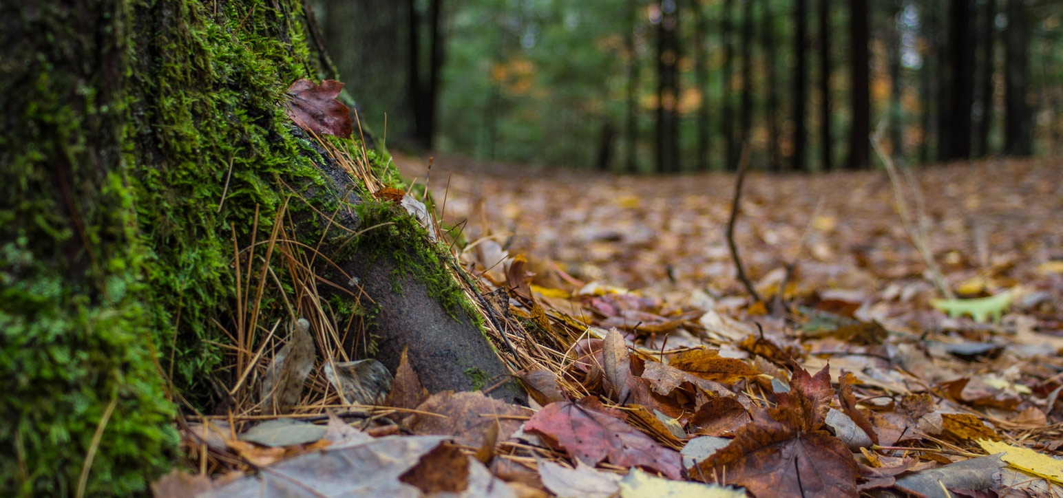 Welcome to UMA's Nature Trails - University of Maine at Augusta